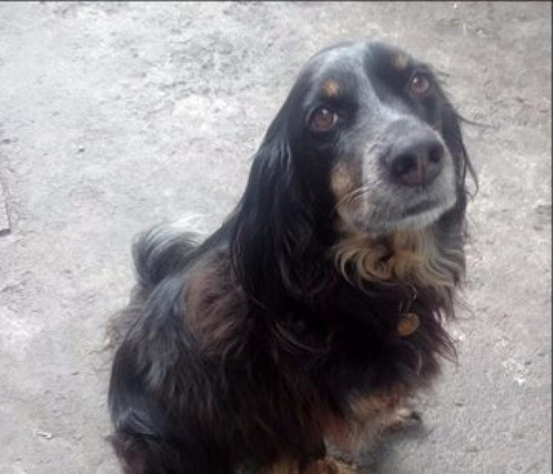 Animals in Need Donegal issues advice on looking after pets as ...