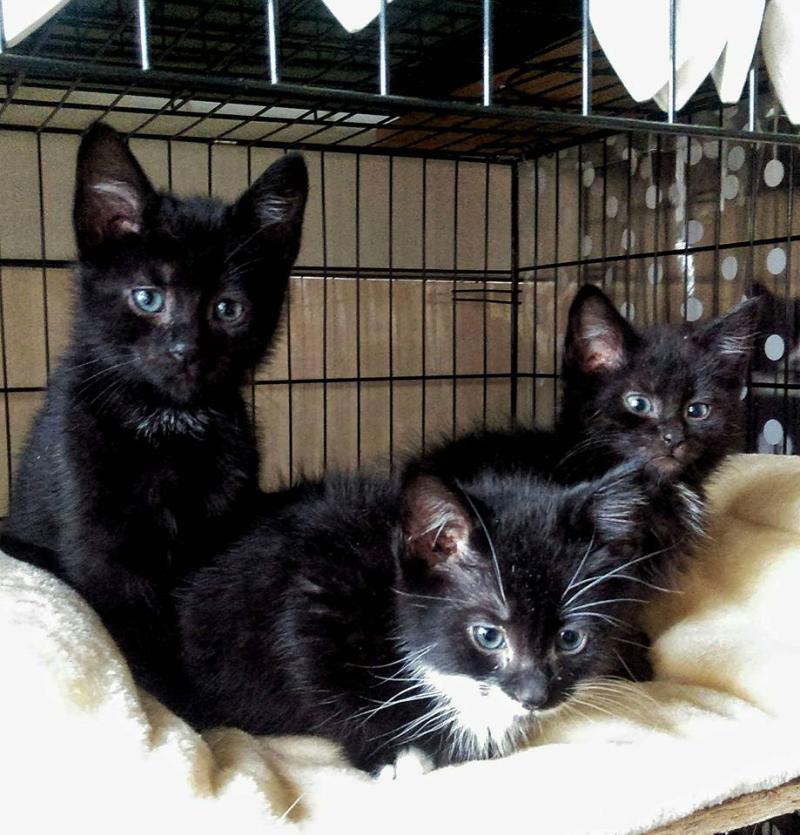 Animals In Need Donegal urging people to adopt a black cat - Donegal Live