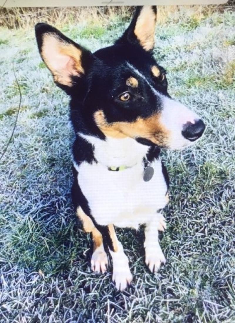 It been a very busy year so far for Donegal's Animals in Need - Donegal ...