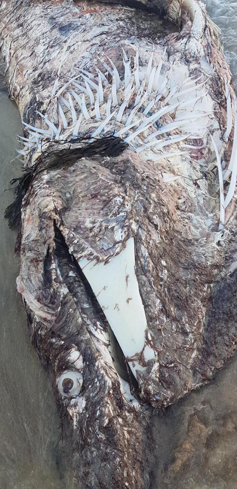 Dead basking shark found on Donegal beach - Donegal Live