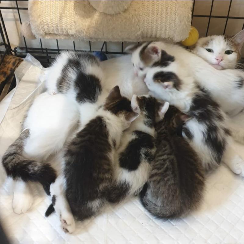 Leading Donegal animal welfare charity launches neutering campaign for ...