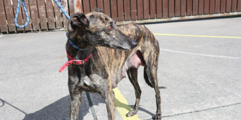 ISPCA seek help to find Roo - Donegal Live