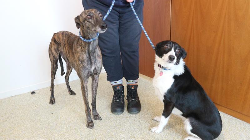 Border Collie Bella helps locate Roo the lurcher - Donegal Live