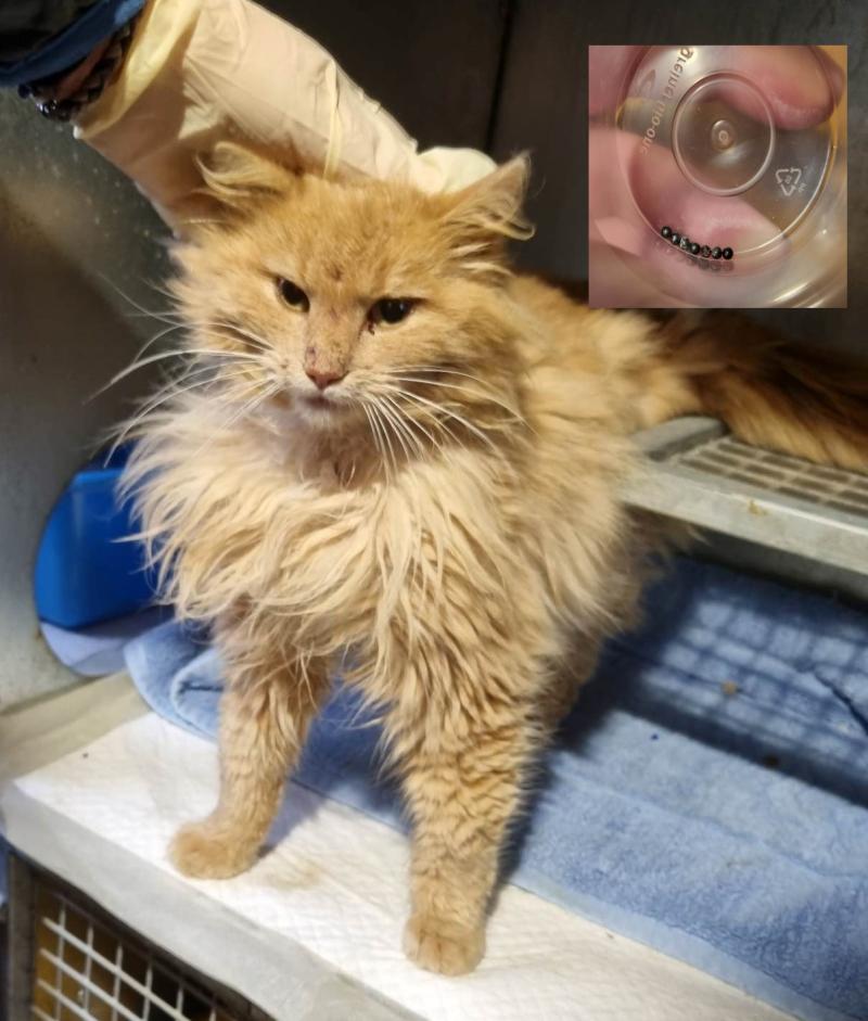 Cat found with Shotgun pellets embedded throughout body - Donegal Live