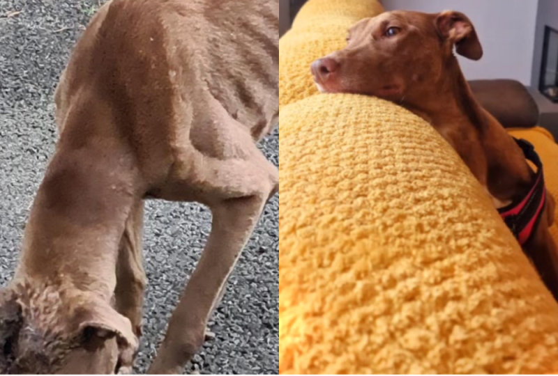 National: Dog who survived brutal axe attack by 'human monster' ready ...