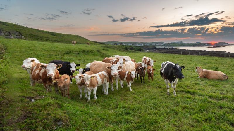 Herd stands still as the sun sets over Malin Head - a quiet breath ...