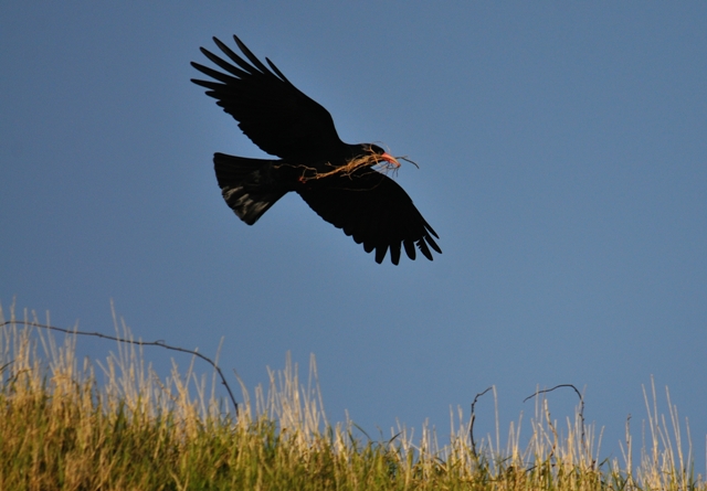 National chough survey to help with conservation of rare bird seen on ...