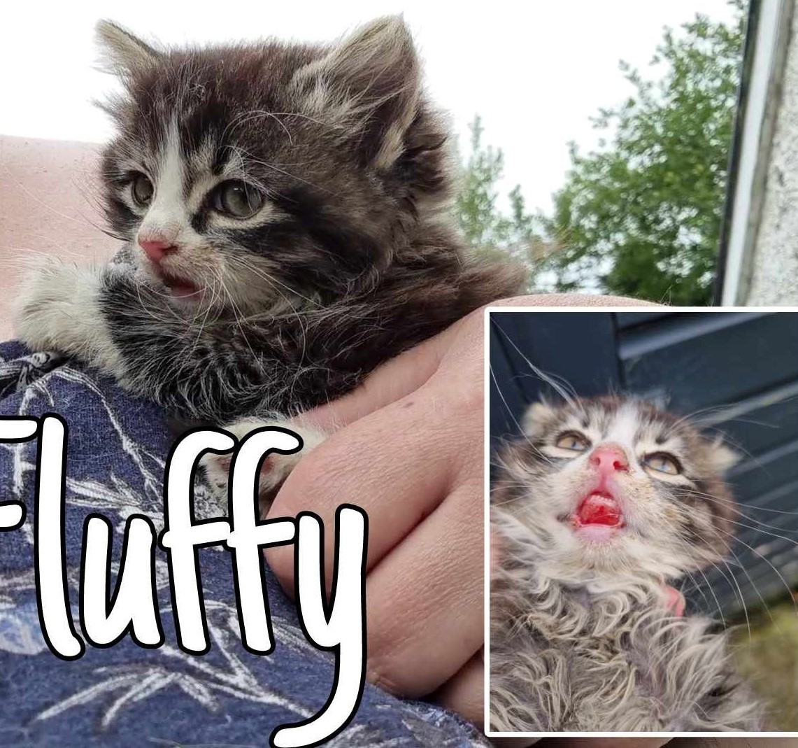 Unwanted Dog crisis spiralling 'Out of Control' - Animals In Need ...