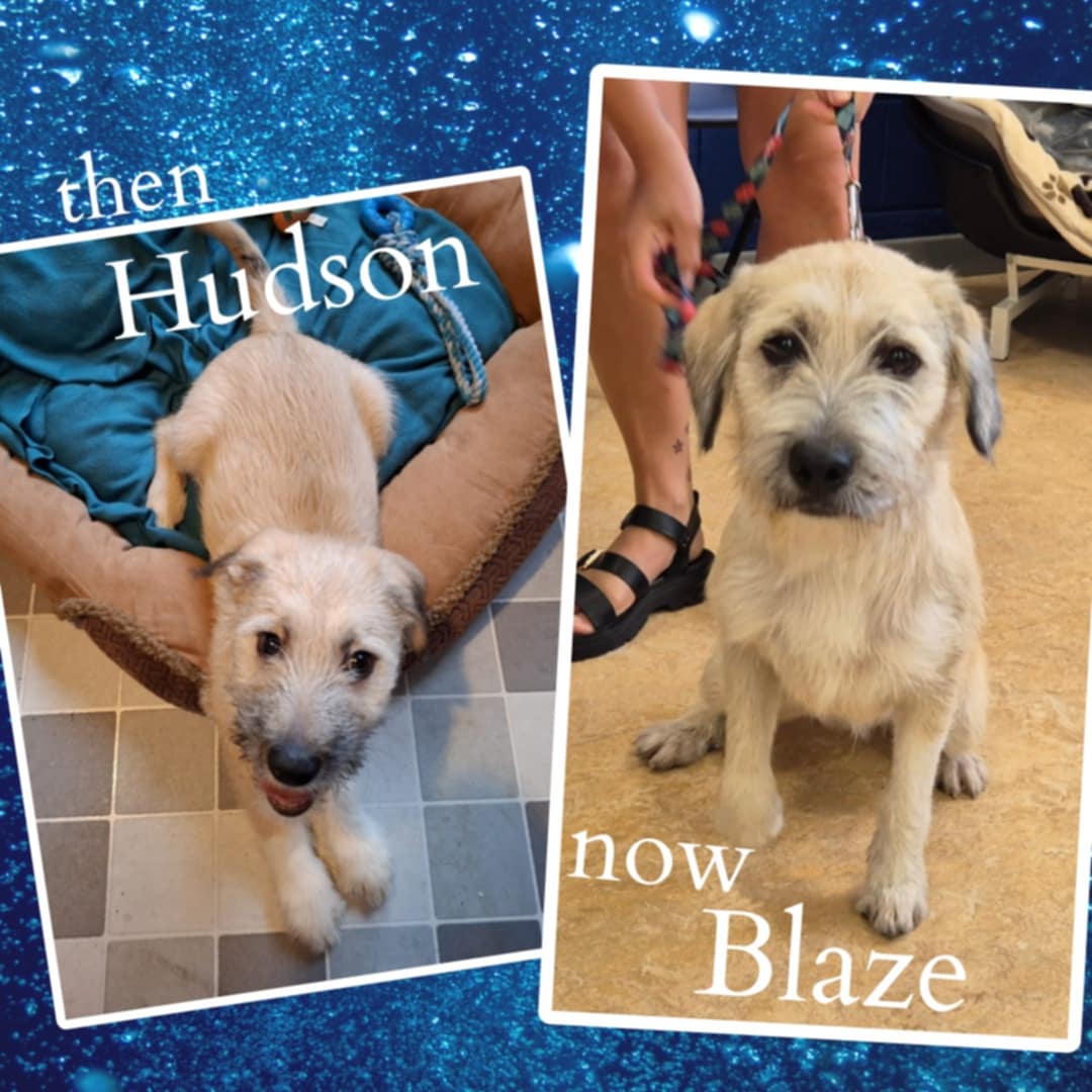 Heart-breaking end for Animals In Need rescue shows importance of ...